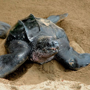 Leatherback Sea Turtle – Sea Turtle Hatchery