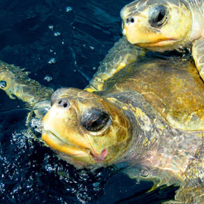 Olive Ridley Sea Turtle – Sea Turtle Hatchery